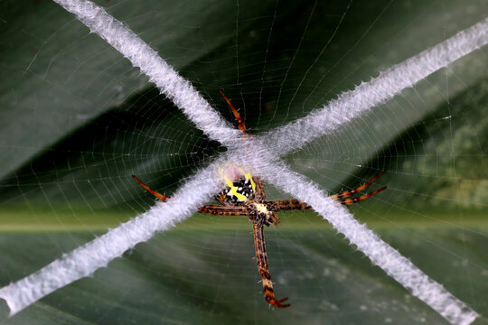 "Corn Spider"-Bilder: Stock-Fotos & -Videos. | Adobe Stock