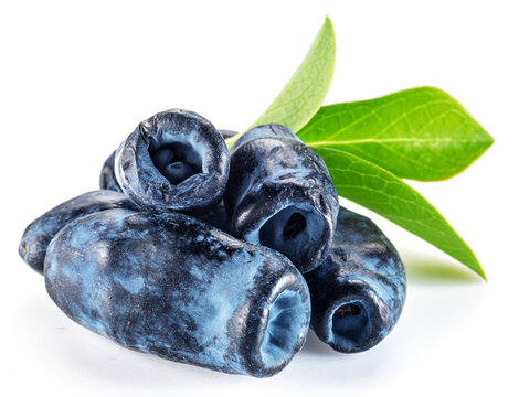 รูปภาพKinnip – เลือกดูภาพถ่ายสต็อก เวกเตอร์ และวิดีโอ3,266 | Adobe Stock