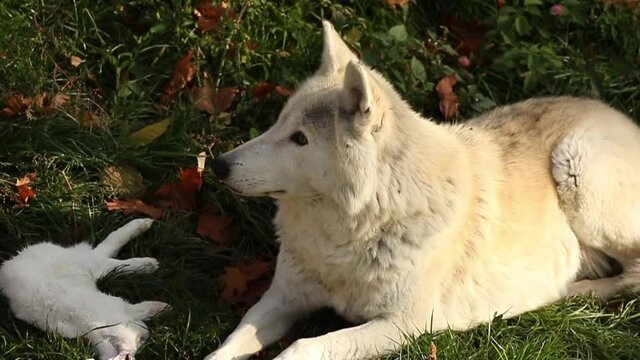 "Alaskan Wolf" Images – Browse 354 Stock Photos, Vectors, and Video ...