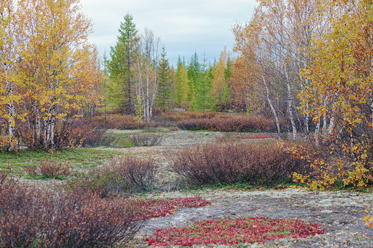 Arctic Tundra Dwarf Trees
