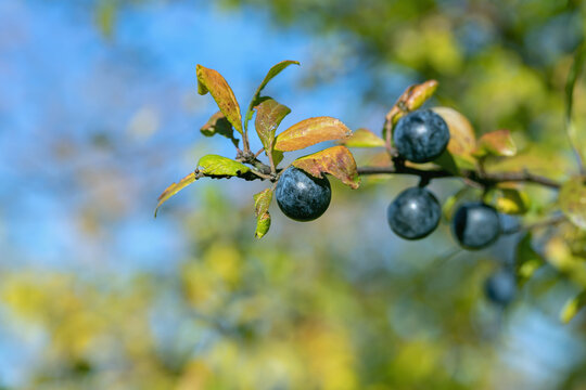 Imagens de Sloe – Explore Fotografias do Stock, Vetores e Vídeos de ...