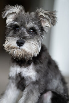 Snouter-Bilder: Stock-Fotos & -Videos. | Adobe Stock