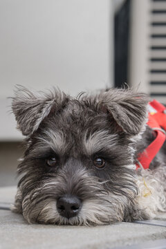 Snouter-Bilder: Stock-Fotos & -Videos. | Adobe Stock