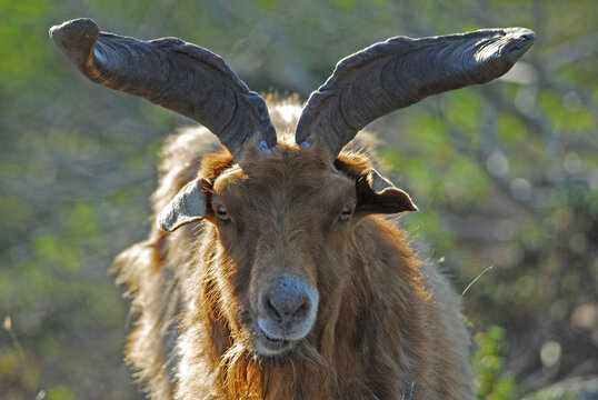 Capre Images – Browse 1,205 Stock Photos, Vectors, and Video | Adobe Stock