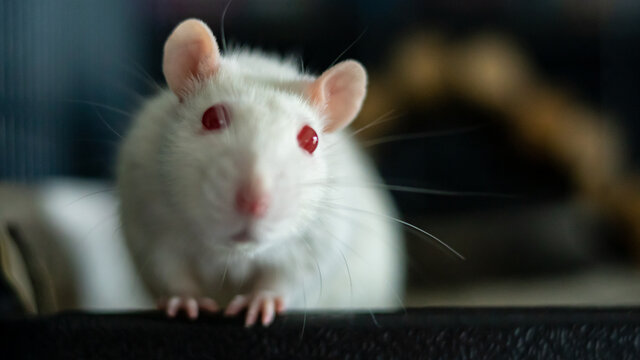「Albino-Maus」の写真素材 | 78件の無料イラスト画像 | Adobe Stock