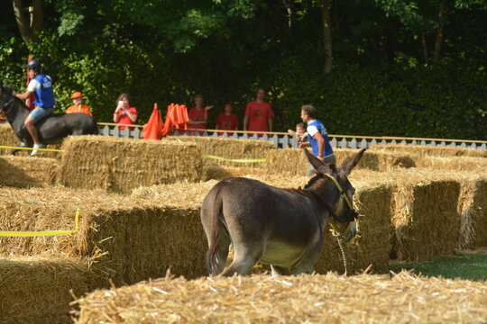 Somari Images – Browse 40 Stock Photos, Vectors, and Video | Adobe Stock