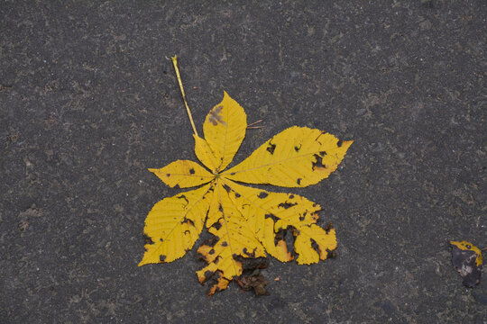 รูปภาพVerwesung – เลือกดูภาพถ่ายสต็อก เวกเตอร์ และวิดีโอ735 | Adobe Stock