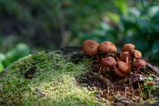 รูปภาพ"Inedible – เลือกดูภาพถ่ายสต็อก เวกเตอร์ และวิดีโอ30,458 | Adobe ...