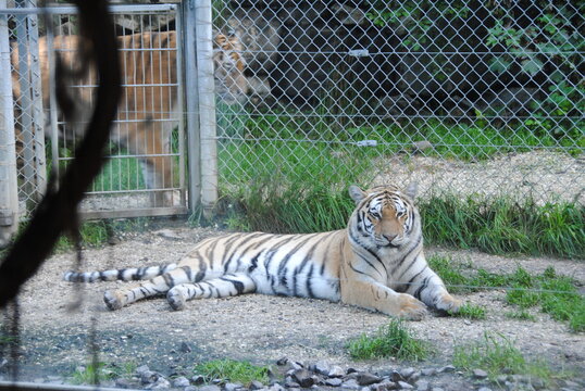Imágenes de Tieger: descubre bancos de fotos, ilustraciones, vectores y ...