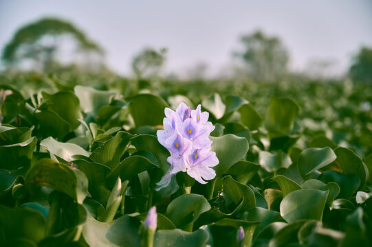 Kochuripana bilder – Bläddra bland 28 stockfoton, vektorer och videor ...