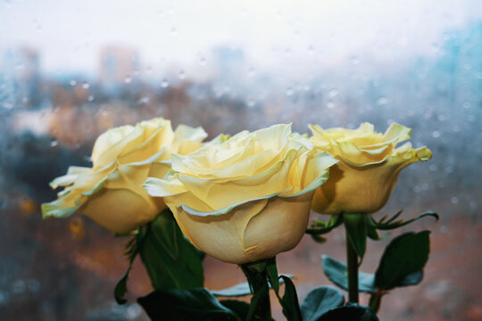 Tumblr Roses Photography