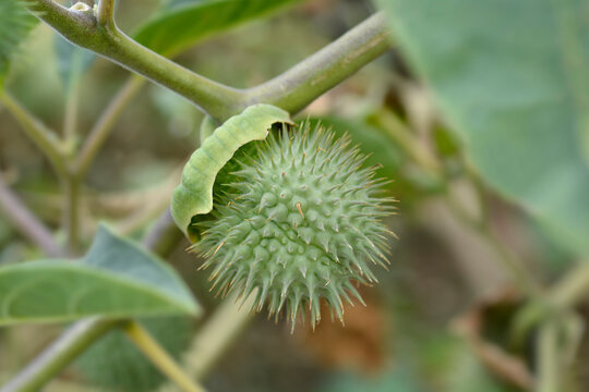 รูปภาพToloache – เลือกดูภาพถ่ายสต็อก เวกเตอร์ และวิดีโอ300 | Adobe Stock