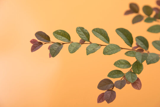 「Acacieae」の画像 - 776 件の Stock 写真、ベクターおよびビデオ | Adobe Stock