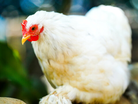 "White Hen" Images – Browse 246 Stock Photos, Vectors, and Video ...