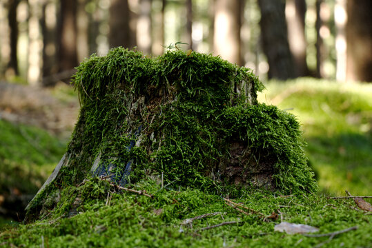 รูปภาพ"Old Forest" – เลือกดูภาพถ่ายสต็อก เวกเตอร์ และวิดีโอ2,461 ...