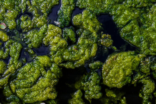 Cyanobacteria Images – Browse 5,333 Stock Photos, Vectors, and Video ...