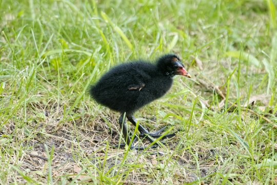 รูปภาพWater-Hen – เลือกดูภาพถ่ายสต็อก เวกเตอร์ และวิดีโอ108 | Adobe Stock