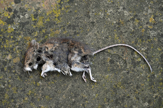 รูปภาพVerwesung – เลือกดูภาพถ่ายสต็อก เวกเตอร์ และวิดีโอ735 | Adobe Stock