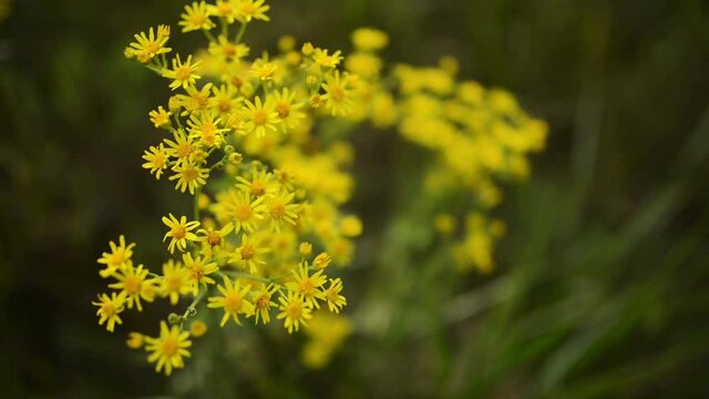 Groundsel Video Footage – Browse 108 HD Stock Video and Footage | Adobe ...
