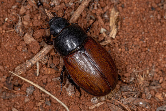 รูปภาพScarabaeidae – เลือกดูภาพถ่ายสต็อก เวกเตอร์ และวิดีโอ35,662 ...
