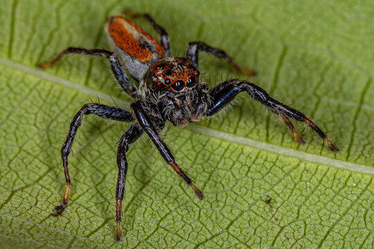 DIE 1,621 BESTEN BILDER, STOCK-FOTOS UND -VEKTORGRAFIKEN ZU „Arachnidae ...
