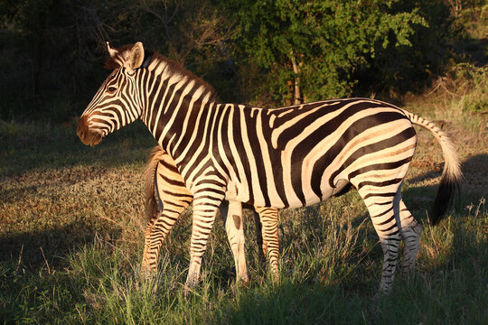 รูปภาพSteppenzebra – เลือกดูภาพถ่ายสต็อก เวกเตอร์ และวิดีโอ3,193 ...