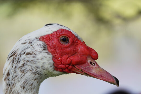 Caruncle Bilder – Durchsuchen 919 Archivfotos, Vektorgrafiken und ...