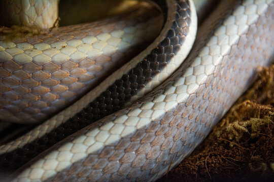 รูปภาพTaeniura – เลือกดูภาพถ่ายสต็อก เวกเตอร์ และวิดีโอ1,661 | Adobe Stock