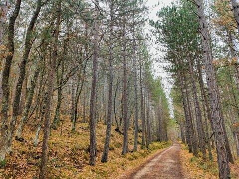 Frondoso Images – Browse 2,354 Stock Photos, Vectors, and Video | Adobe ...