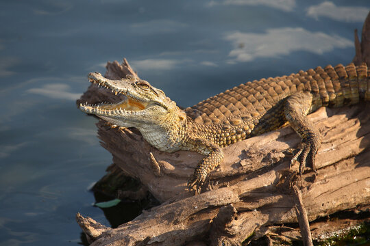 Krokodile Images – Parcourir 1,705 le catalogue de photos, vecteurs et ...