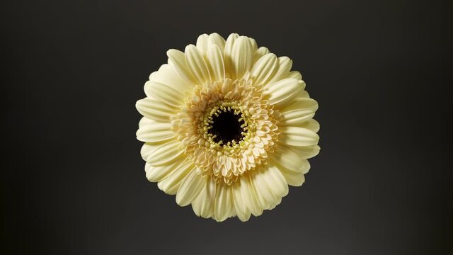 "Yellow Gerbera" Images – Browse 329 Stock Photos, Vectors, and Video ...