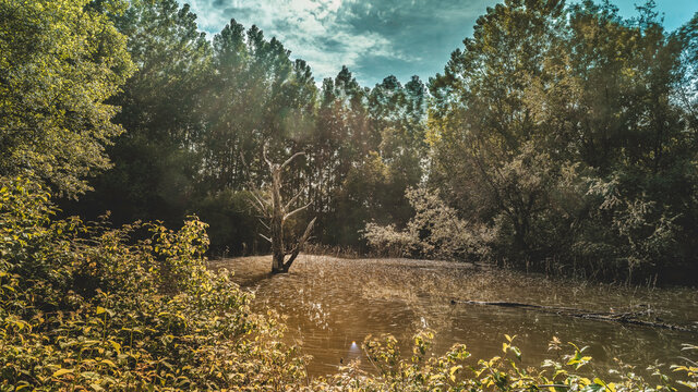 Madiran Bilder – Durchsuchen 84 Archivfotos, Vektorgrafiken und Videos | Adobe Stock