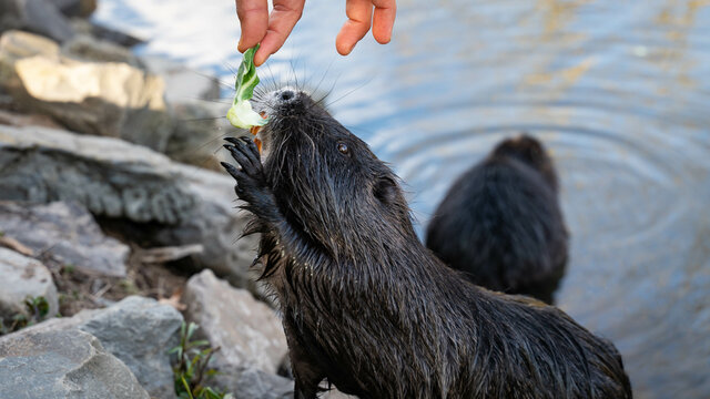 Mönchengladbach Bilder – Durchsuchen 814 Archivfotos, Vektorgrafiken ...