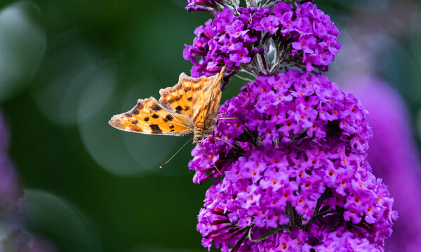 รูปภาพOckerfarben – เลือกดูภาพถ่ายสต็อก เวกเตอร์ และวิดีโอ299 | Adobe Stock