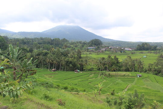 Tabanan Images – Browse 1,570 Stock Photos, Vectors, and Video | Adobe ...