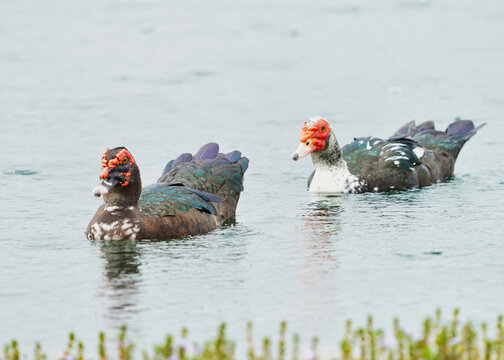 Patos Bilder – Durchsuchen 5,469 Archivfotos, Vektorgrafiken und Videos ...
