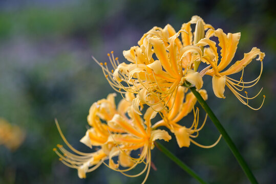 รูปภาพLycoris – เลือกดูภาพถ่ายสต็อก เวกเตอร์ และวิดีโอ3,041 | Adobe Stock