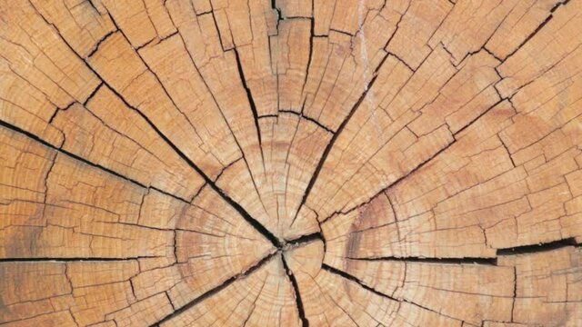 Sapwood Images – Browse 1,026 Stock Photos, Vectors, and Video | Adobe ...