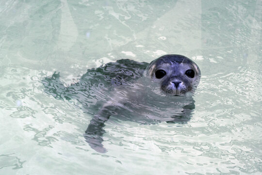 Heuler-Bilder: Stock-Fotos & -Videos. | Adobe Stock