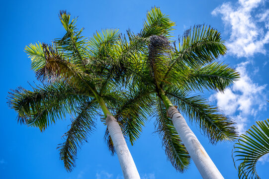 รูปภาพPalmiche – เลือกดูภาพถ่ายสต็อก เวกเตอร์ และวิดีโอ2,184 | Adobe Stock