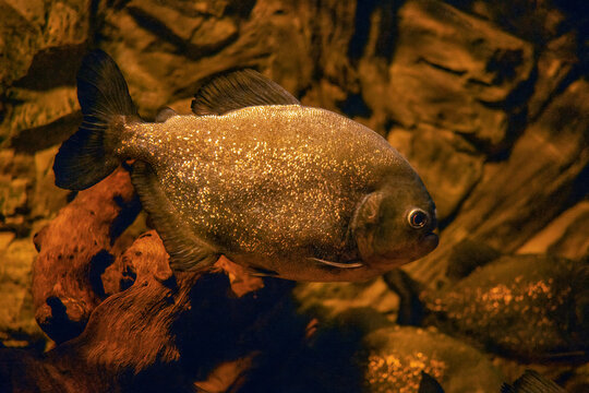 รูปภาพPirania – เลือกดูภาพถ่ายสต็อก เวกเตอร์ และวิดีโอ383 | Adobe Stock