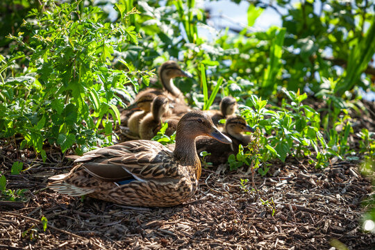 Schnattern Bilder – Durchsuchen 854 Archivfotos, Vektorgrafiken und ...