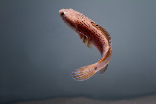 Fishzilla bilder – Bläddra bland 2,333 stockfoton, vektorer och videor ...