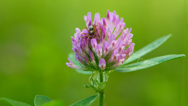 Red-Clover Images – Browse 61 Stock Photos, Vectors, and Video | Adobe ...