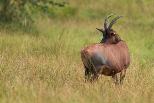 "Common Tsessebe" Images – Browse 1,190 Stock Photos, Vectors, and ...