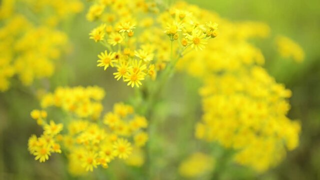 Groundsel Video Footage – Browse 108 HD Stock Video and Footage | Adobe ...