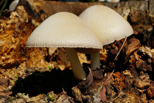 Destruenten Bilder – Durchsuchen 1,179 Archivfotos, Vektorgrafiken und ...