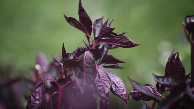 "Red Amaranth" Images – Browse 2,998 Stock Photos, Vectors, and Video ...