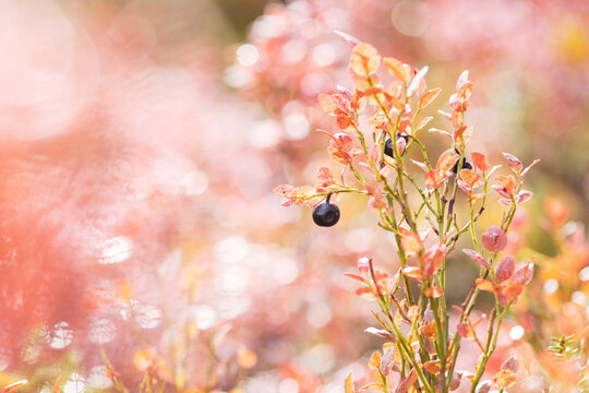 「Vaccinium」の画像 - 28,955 件の Stock 写真、ベクターおよびビデオ | Adobe Stock