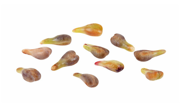 Grape-Kernel Images – Browse 5 Stock Photos, Vectors, and Video | Adobe ...